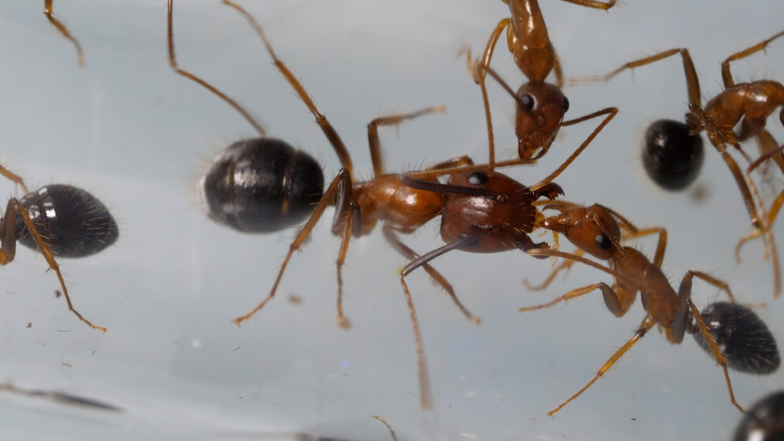 Mais que peuvent bien se dire les fourmis? – Alma & Georges