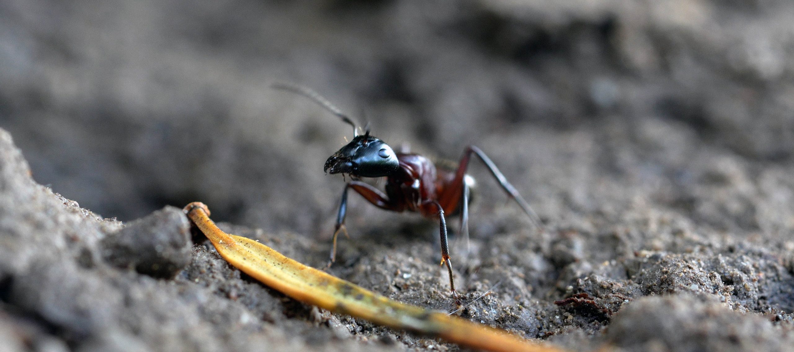 Les plantes seront son métier, mais les fourmis sont sa passion. – Alma ...