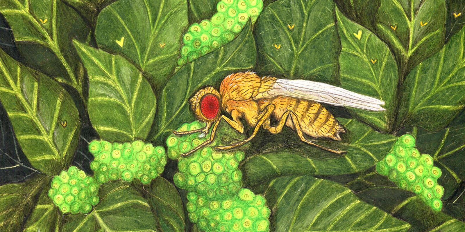 News - University of Fribourg - Key role of the brain in the evolution ...